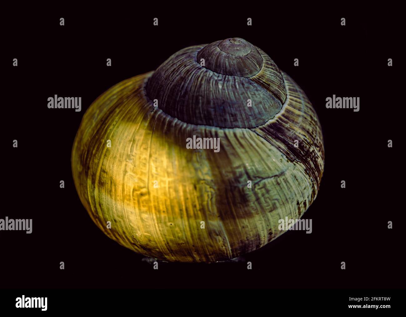 Snail shell lit from inside. Still life photography in studio Stock ...