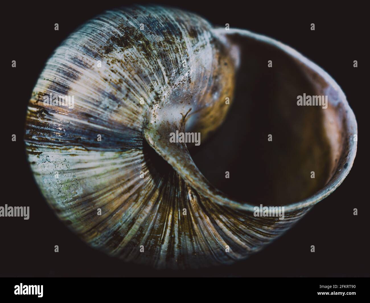 Snail shell in close up. Still life photography in studio Stock Photo ...