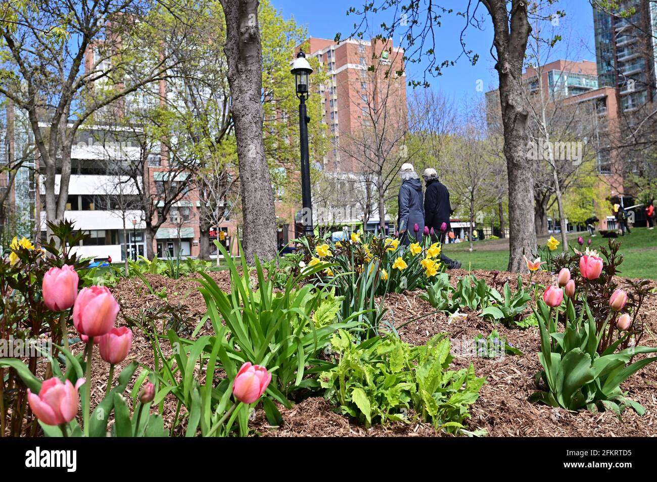 A couple walks past flowers in Downtown Toronto, Canada Stock Photo - Alamy