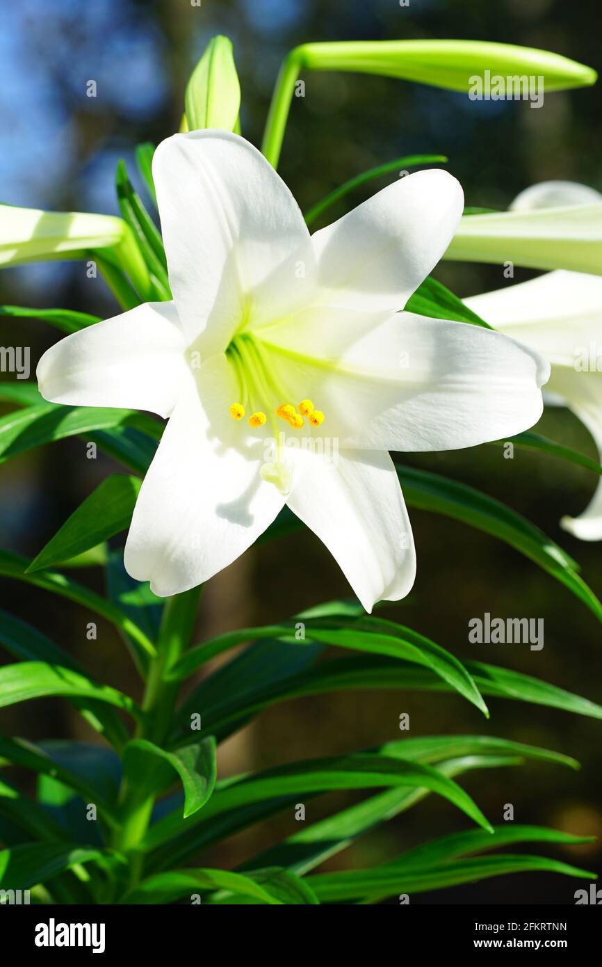 Fragrant white and yellow trumpet flowers of Easter Lily flowers ...
