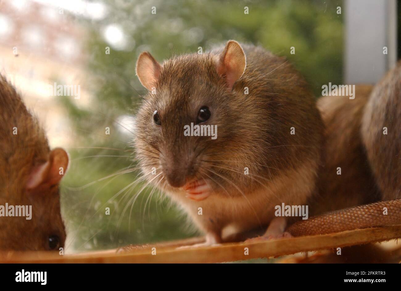 A 24% increase in the UK population of rats has led environmentalists ...