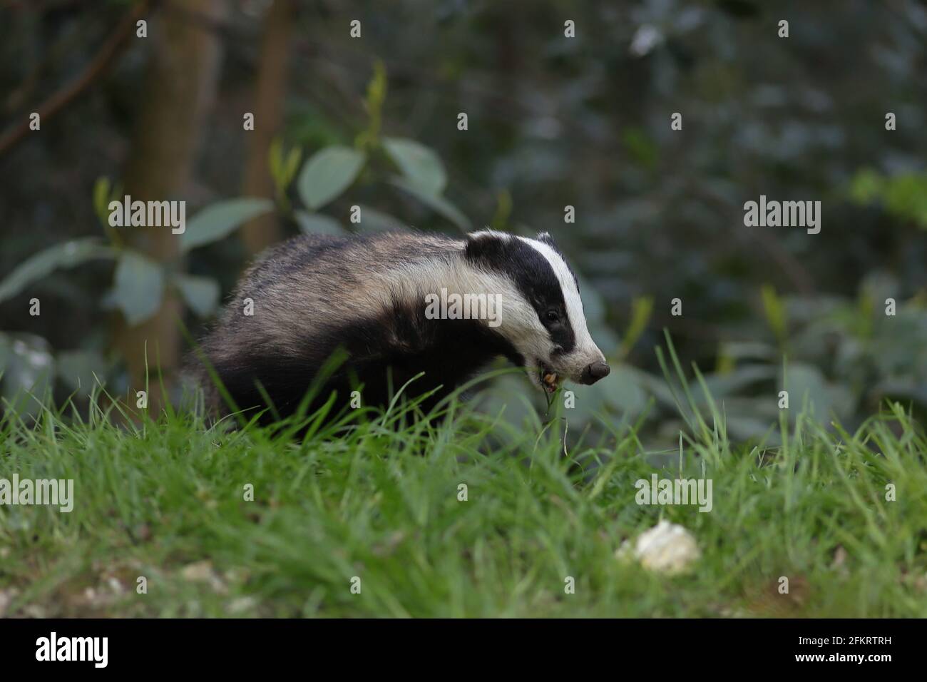 The European badger, also known as the Eurasian badger, is a badger ...