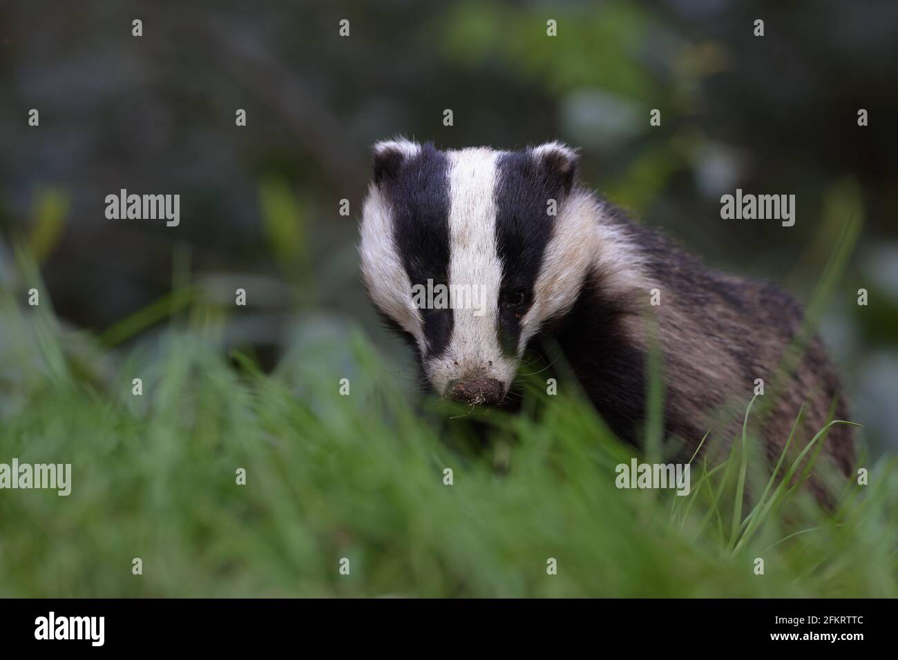 The European badger, also known as the Eurasian badger, is a badger ...