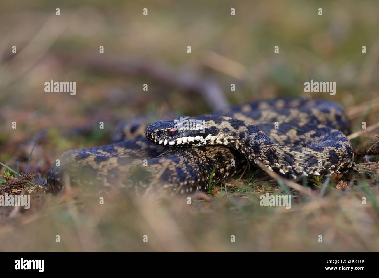 Vipera berus, the common European adder or common European viper, is a ...