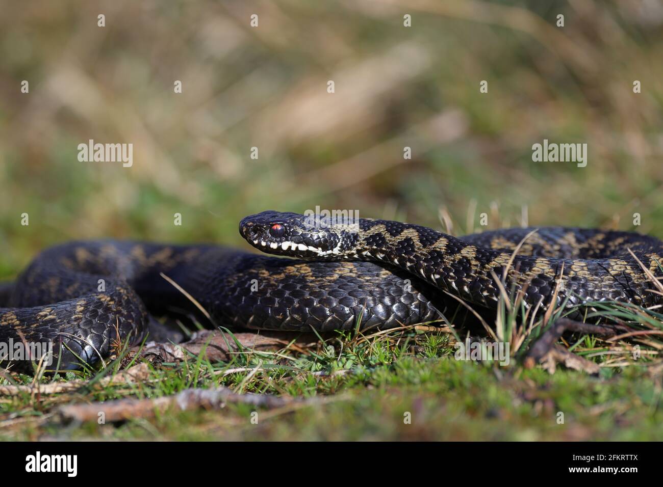 Vipera berus, the common European adder or common European viper, is a ...
