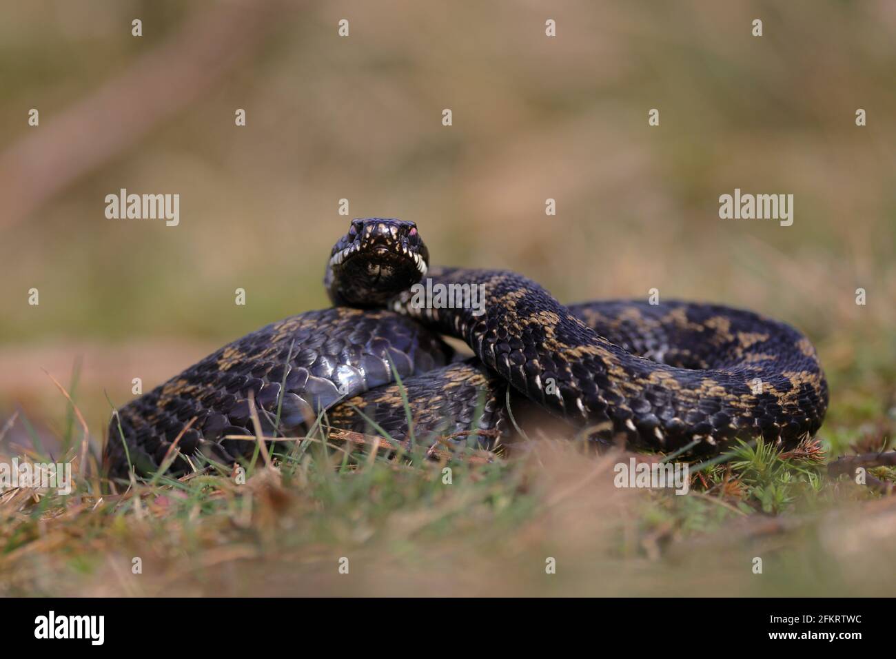 Vipera berus, the common European adder or common European viper, is a ...