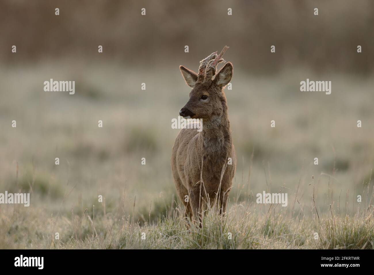 The roe deer, also known as the roe, western roe deer or European roe ...