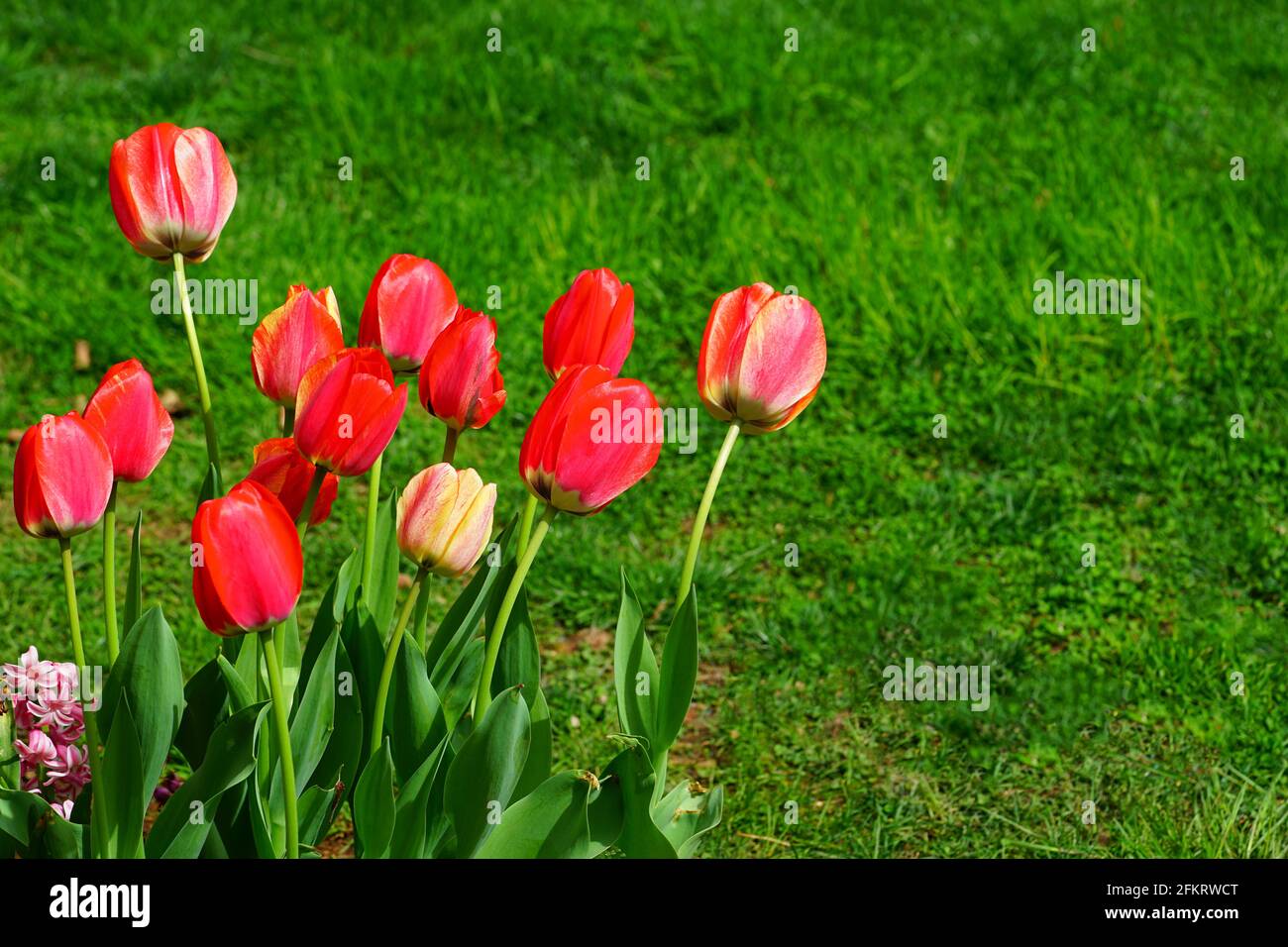 Bicolor giant Darwin tulip flowers in the spring garden Stock Photo - Alamy