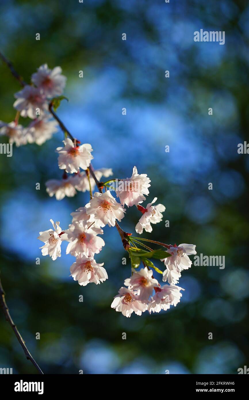 Weeping sakura hi-res stock photography and images - Alamy