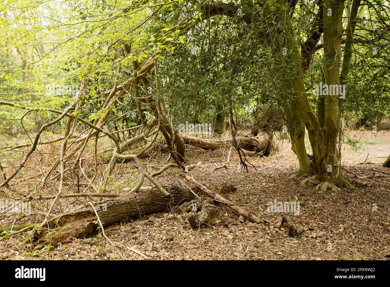 old woodland Epping Forest Stock Photo - Alamy