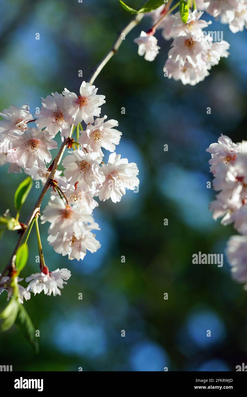 Weeping sakura hi-res stock photography and images - Alamy
