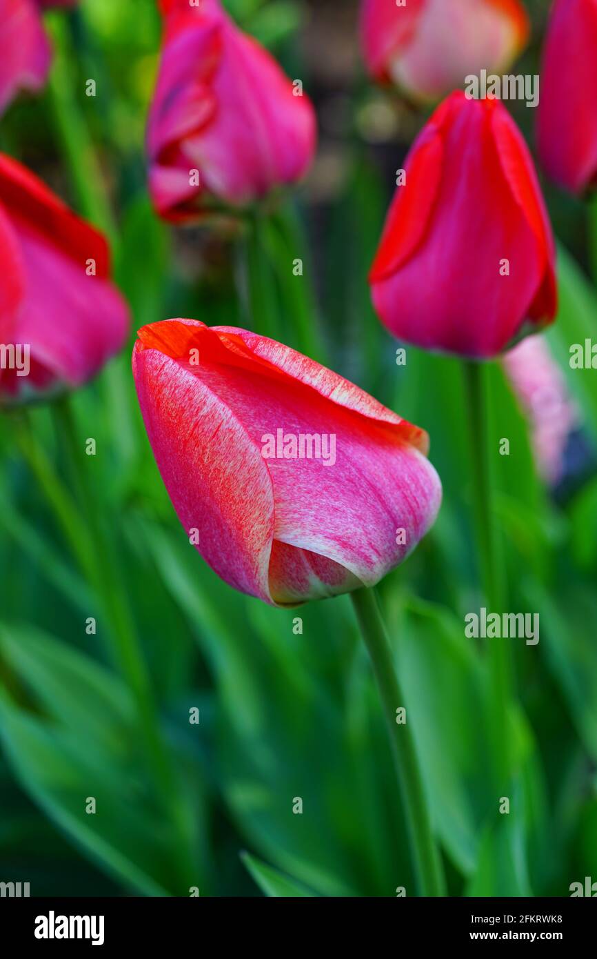 Bicolor giant Darwin tulip flowers in the spring garden Stock Photo - Alamy