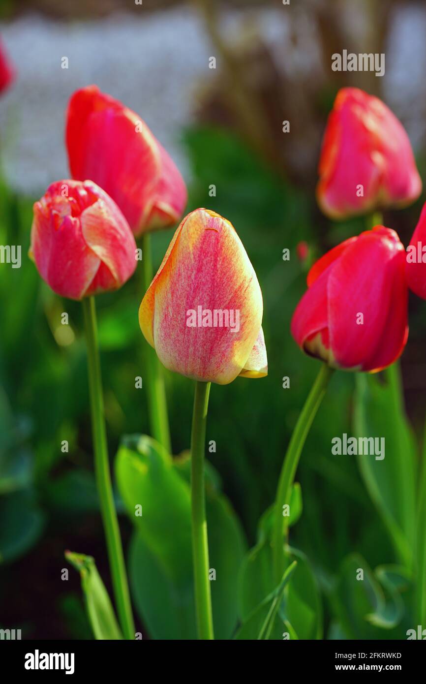 Giant darwin hybrid hi-res stock photography and images - Alamy