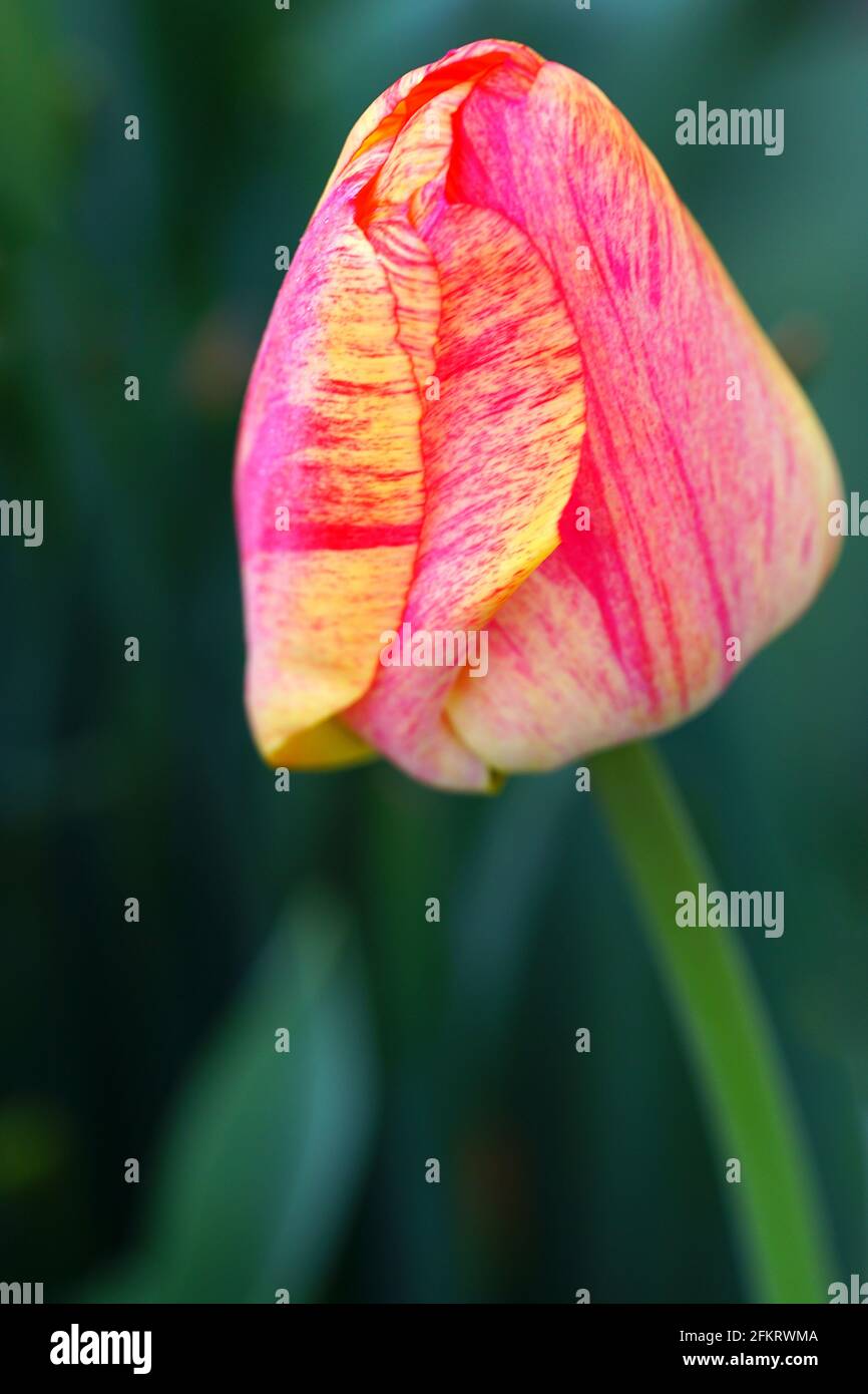 Bicolor giant Darwin tulip flowers in the spring garden Stock Photo - Alamy