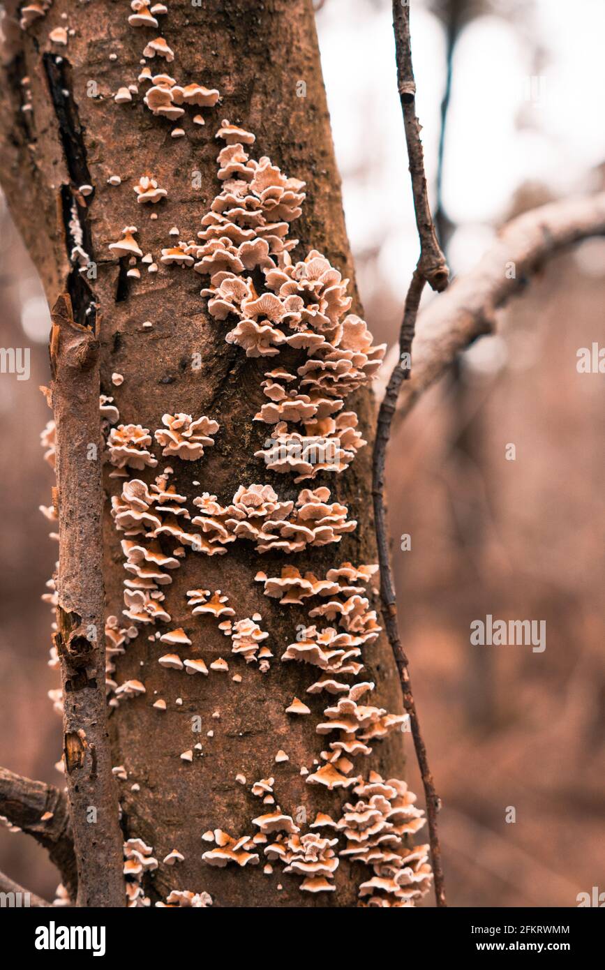 Vertical closeup shot of fungi growing on a tree trunk Stock Photo - Alamy
