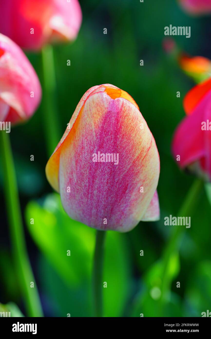 Giant Darwin Hybrid High Resolution Stock Photography and Images - Alamy