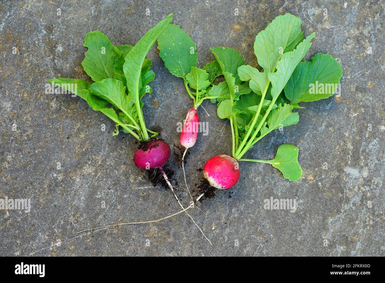 Fresh radishes freshly pulled from the ground with soil and roots still ...