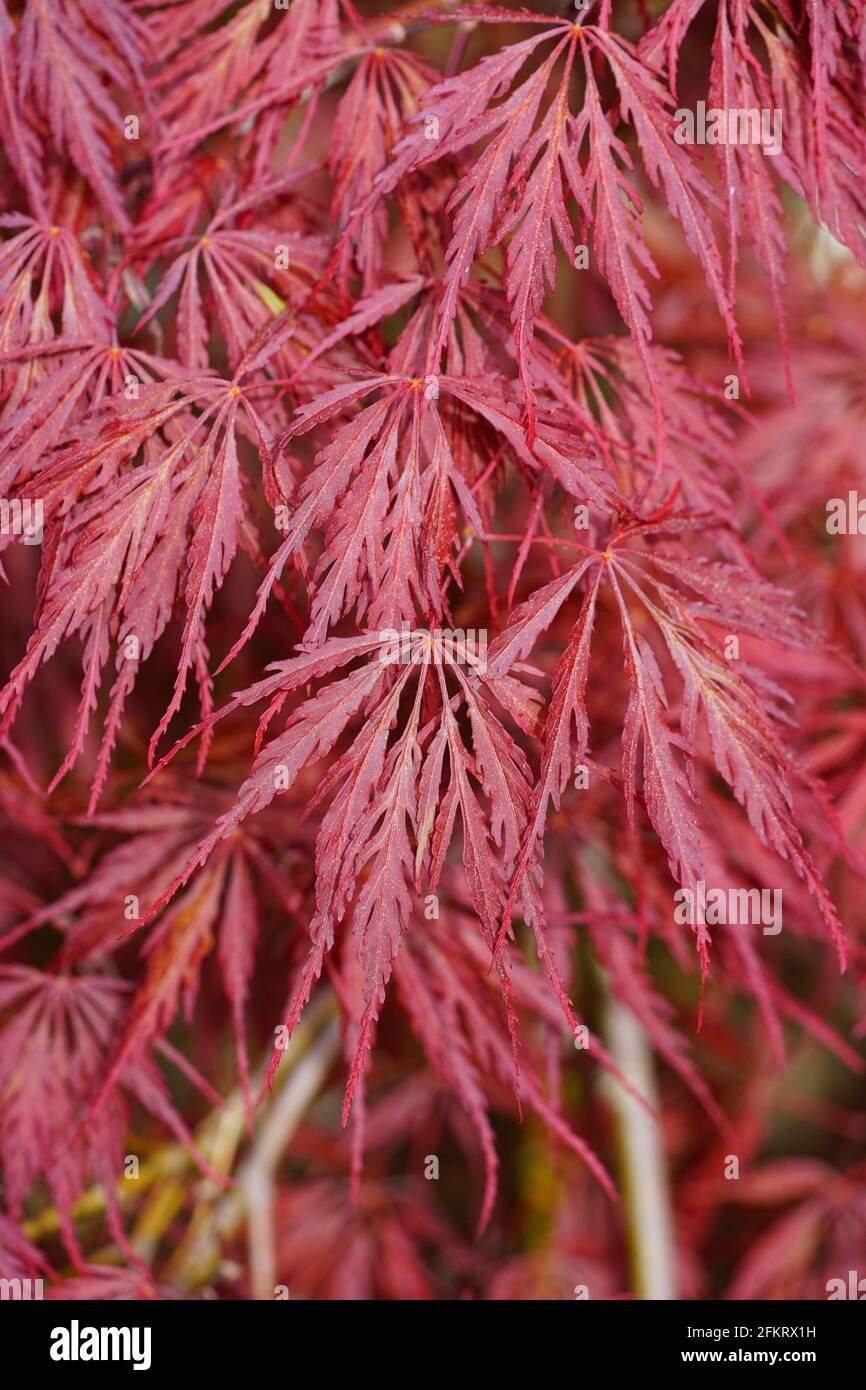 Red foliage of the weeping Laceleaf Japanese Maple tree (Acer palmatum ...