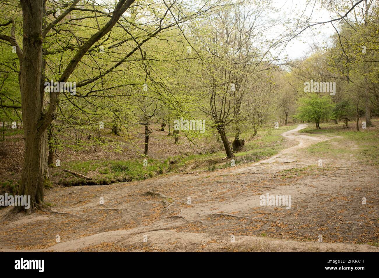 old woodland Epping Forest Stock Photo - Alamy