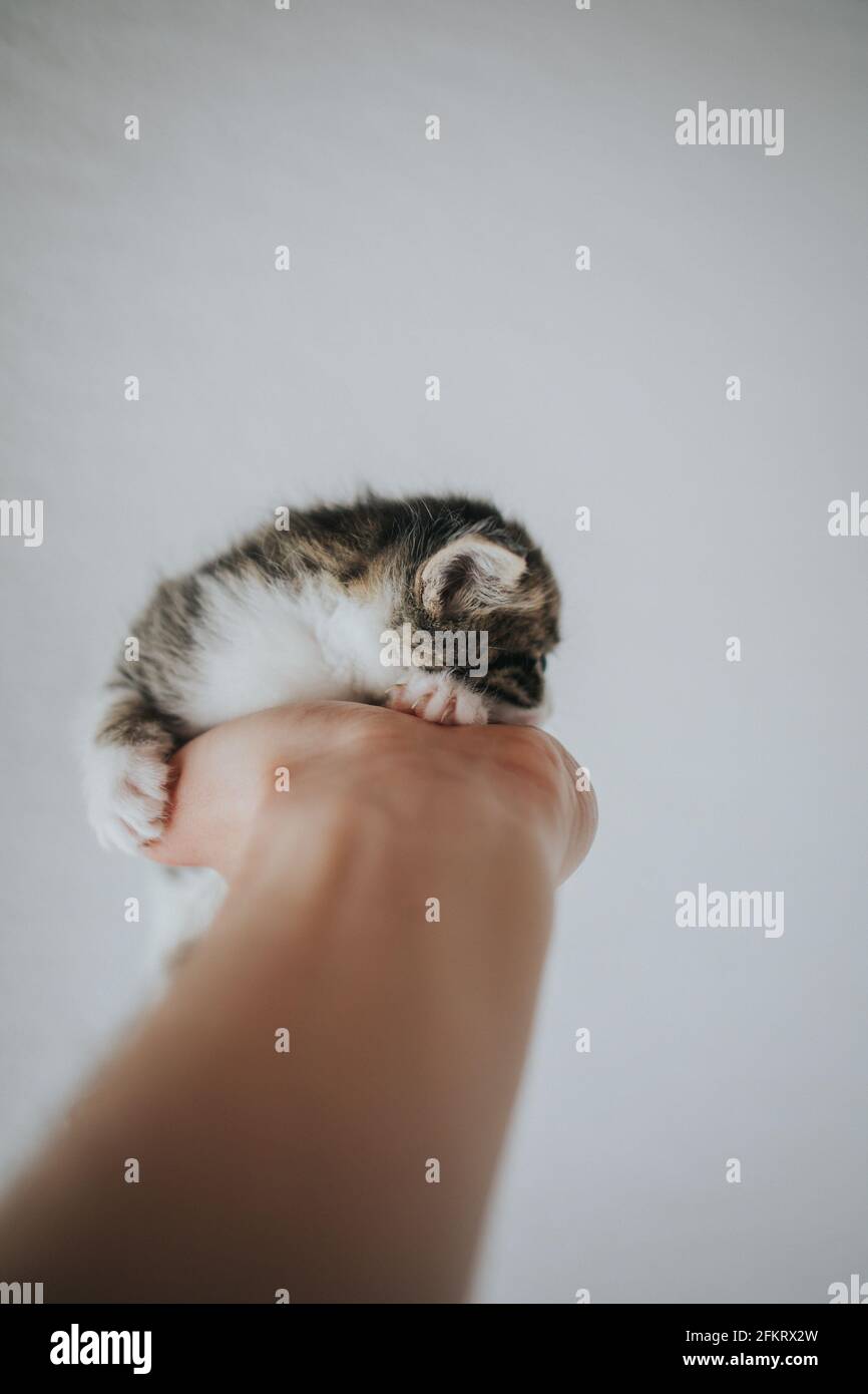 Low angle shot of a person's hand holding a cute kitten Stock Photo - Alamy