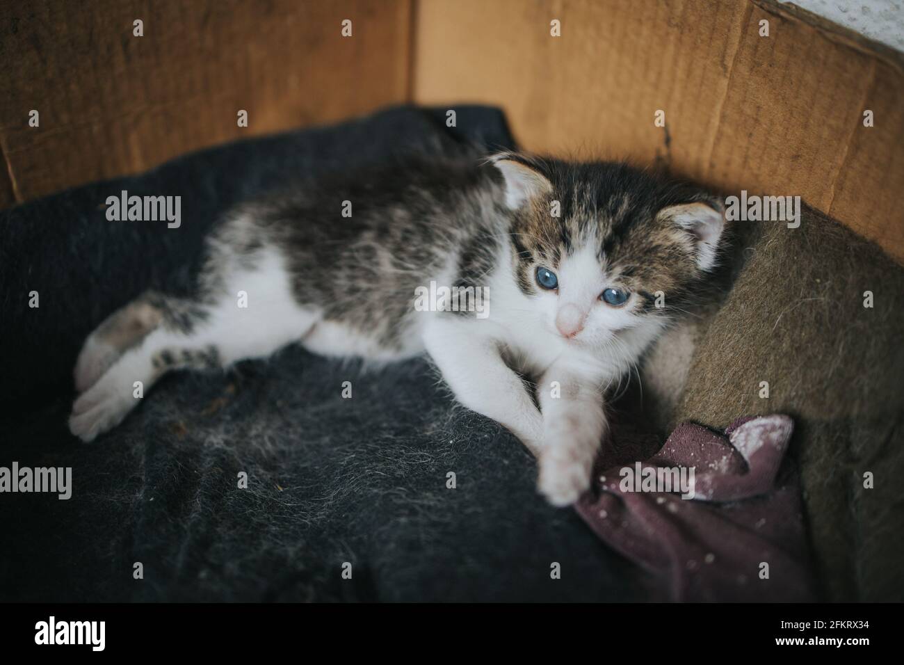 High angle shot of a cute kitten lying on a bed Stock Photo - Alamy