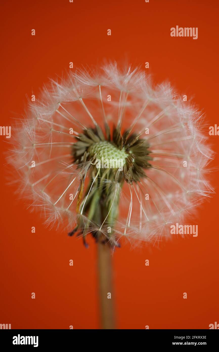 Wild flower blossom close up taraxacum officinale dandelion blow ball ...
