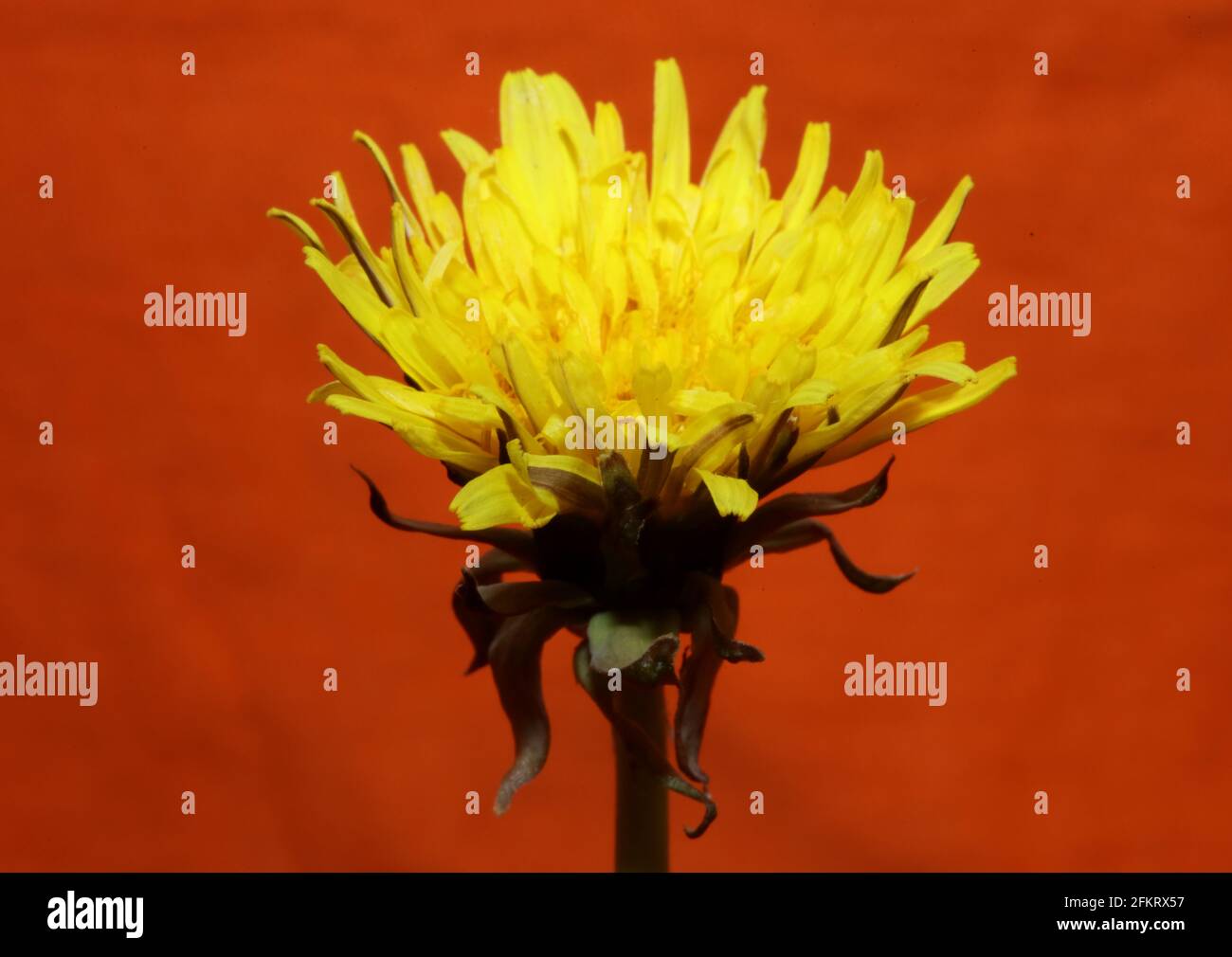 Yellow wild flower blossom close up taraxacum officinale dandelion ...