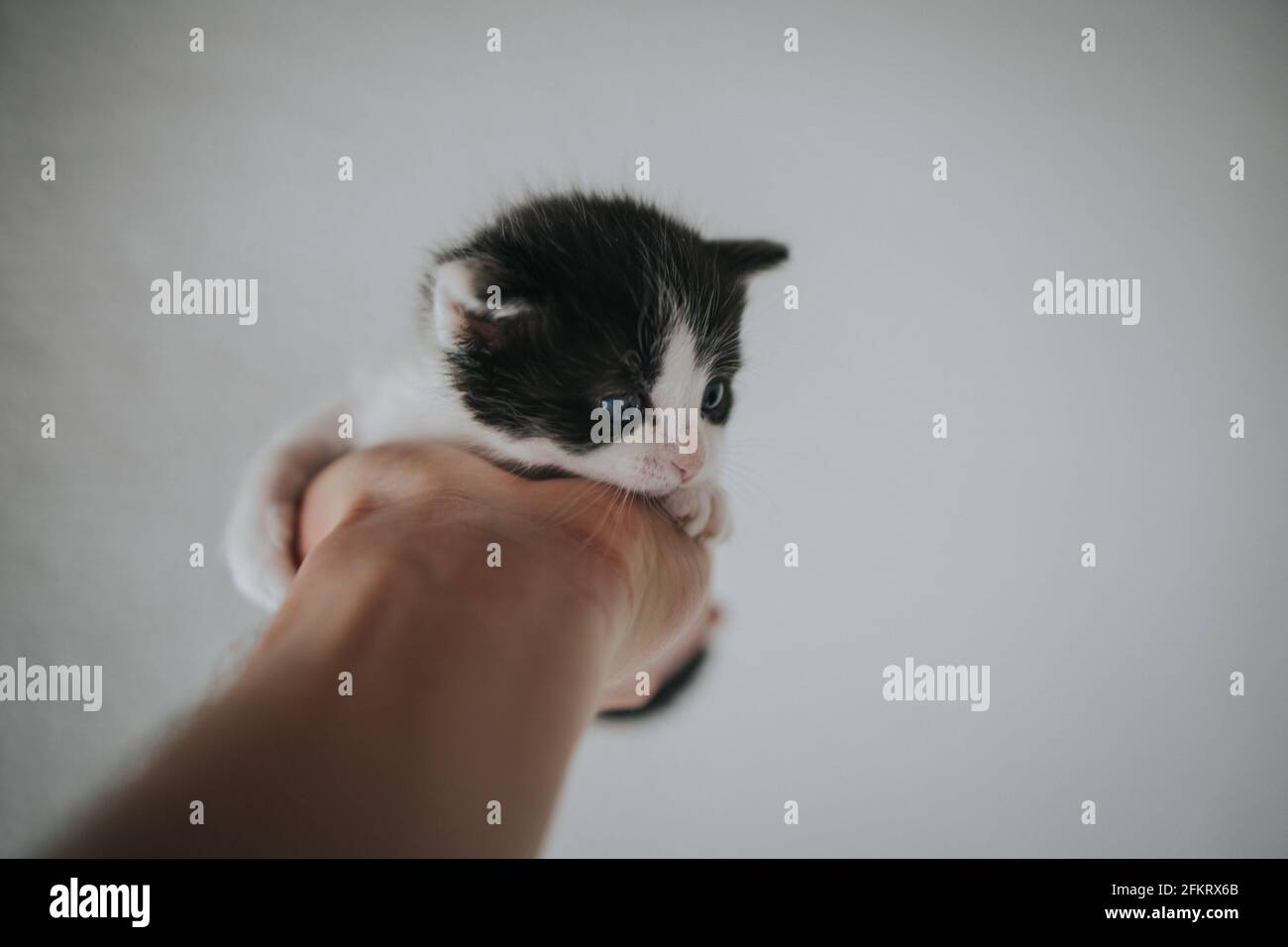 Hand holding an adorable white and black kitten Stock Photo - Alamy