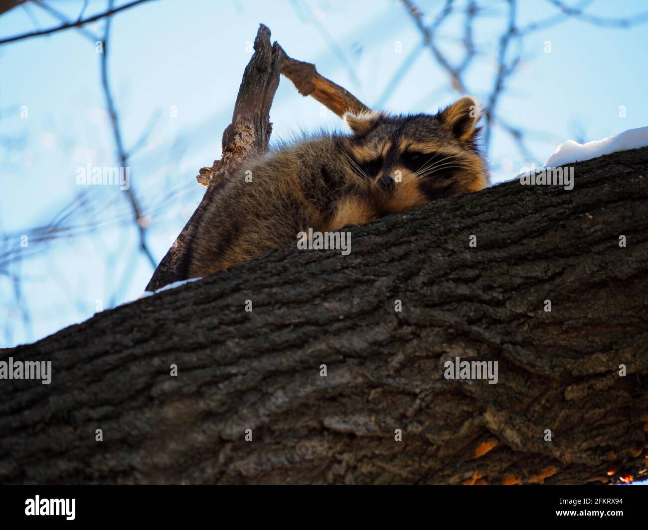 Raccoon in a tree Stock Photo - Alamy