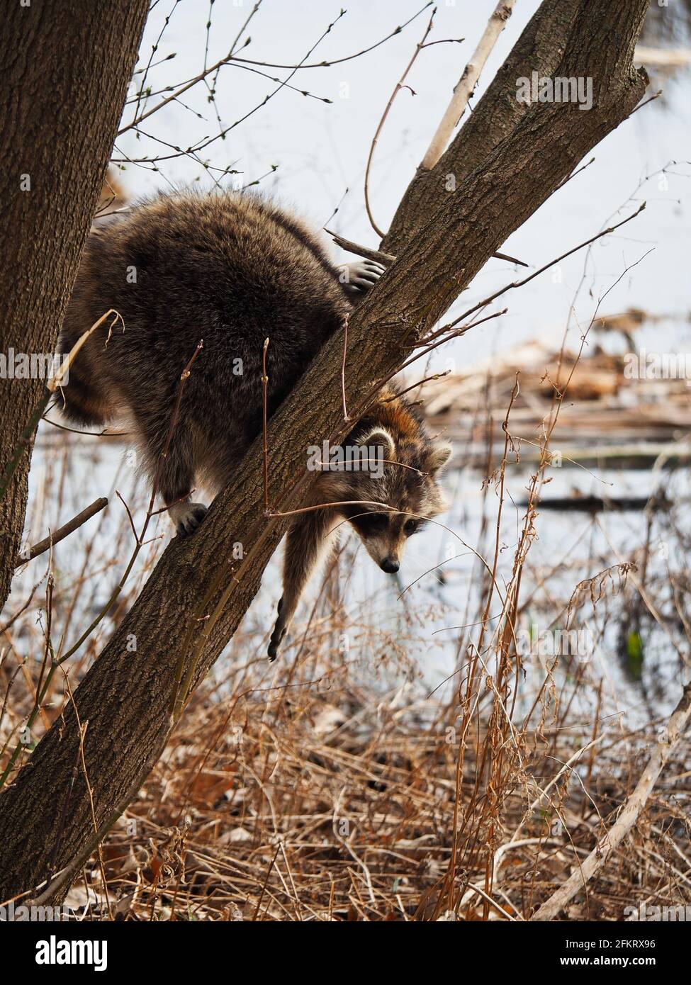 Raccoon in tree hi-res stock photography and images - Alamy