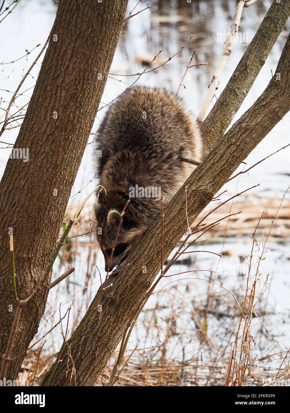 Raccoon in a tree Stock Photo - Alamy