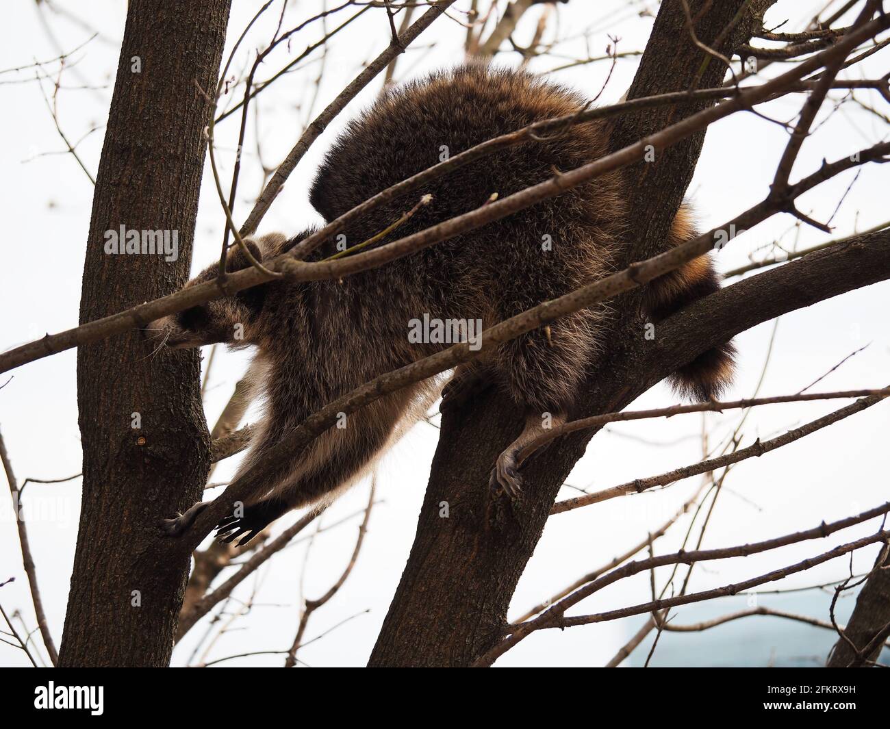 Raccoon in a tree Stock Photo - Alamy