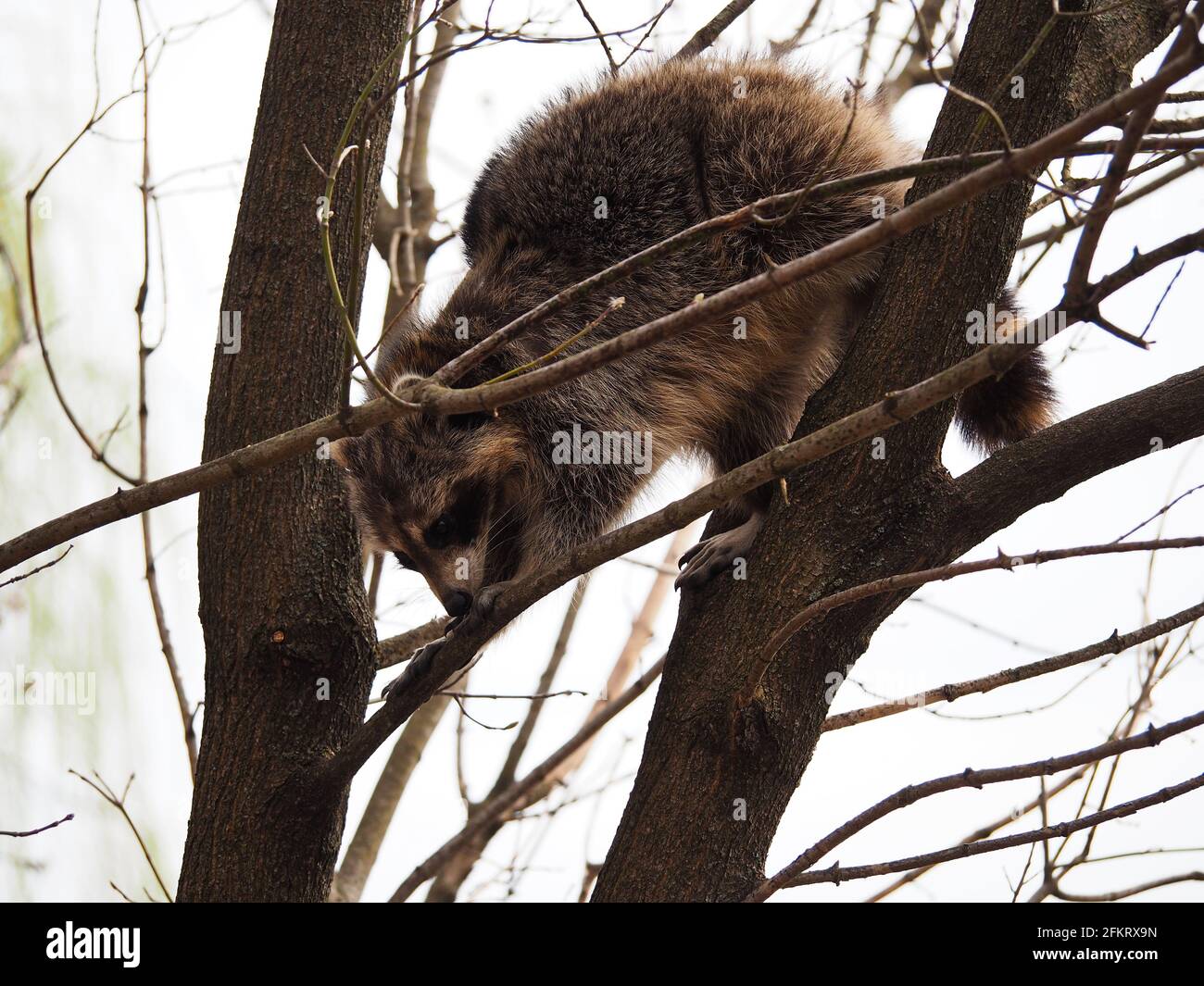 Spring raccoon hi-res stock photography and images - Alamy
