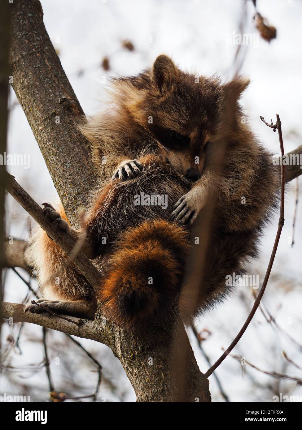 Raccoon in a tree hi-res stock photography and images - Alamy