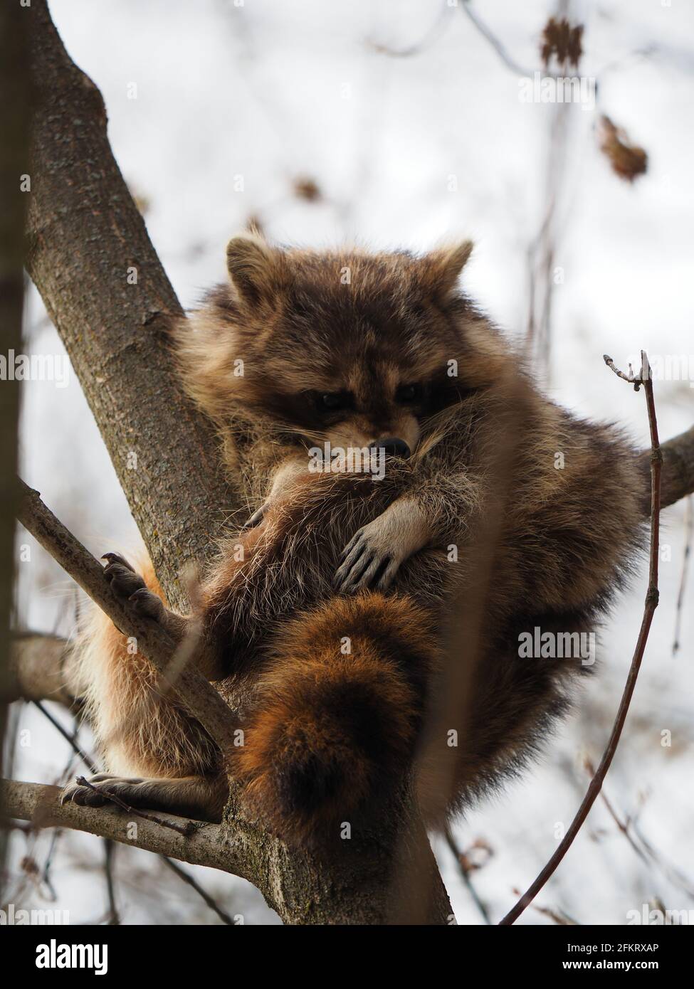 Raccoon in a tree hi-res stock photography and images - Alamy