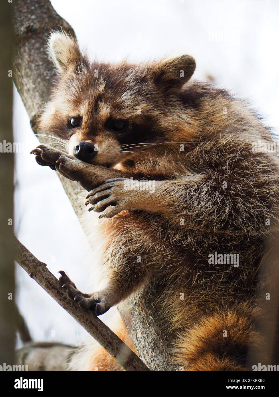 Raccoon in a tree Stock Photo - Alamy