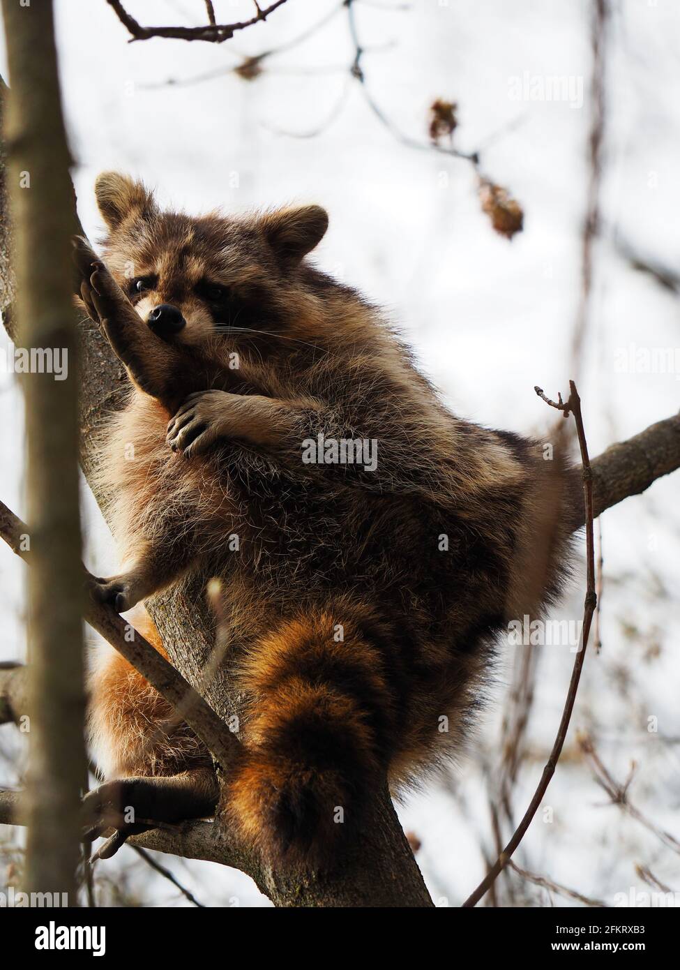 Raccoon in a tree Stock Photo - Alamy