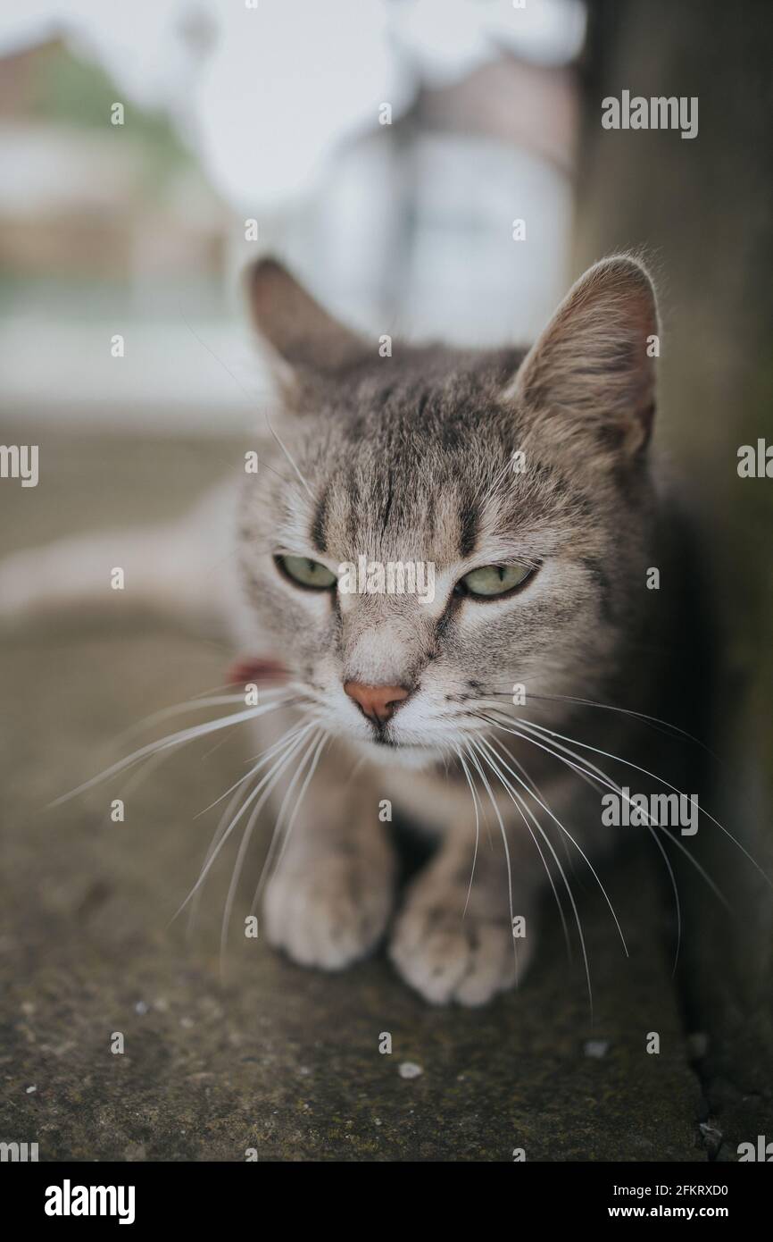 Vertical shot of a gray cat lying on the ground Stock Photo - Alamy