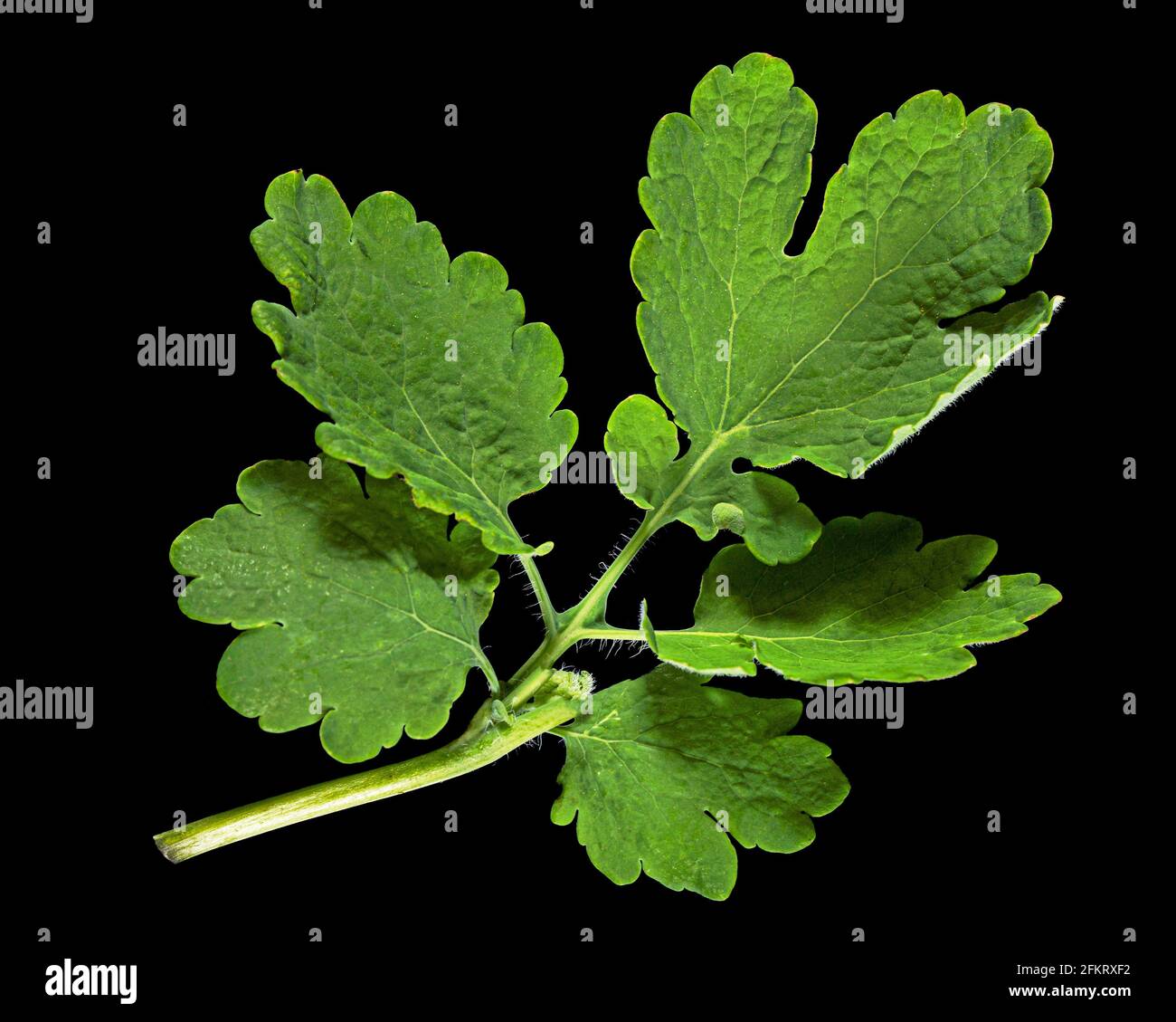 Green leaves of celandine, isolated on black background Stock Photo - Alamy