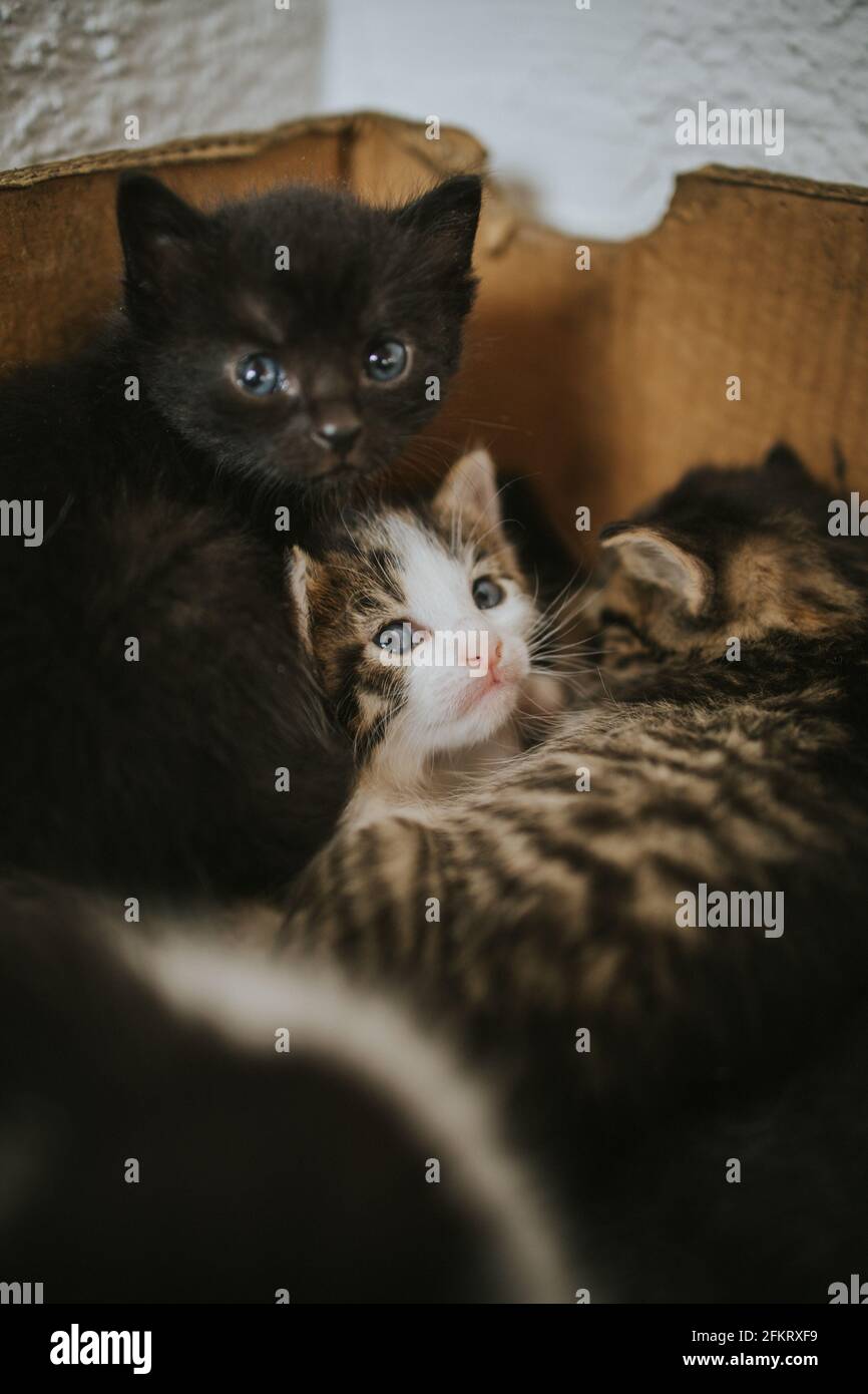 Vertical shot of cute kittens lying on a bed Stock Photo - Alamy