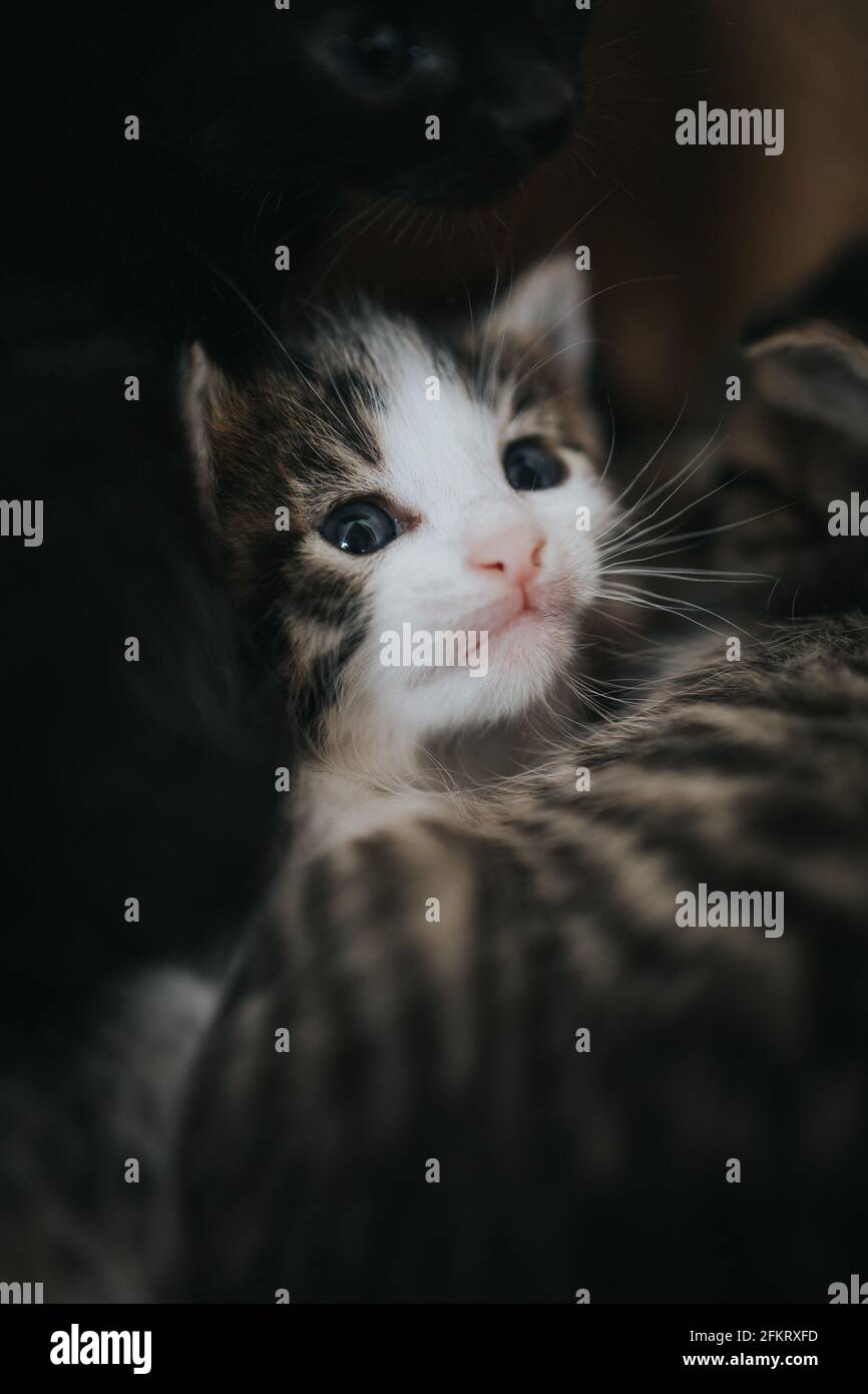 Vertical shot of cute little kittens lying together Stock Photo - Alamy