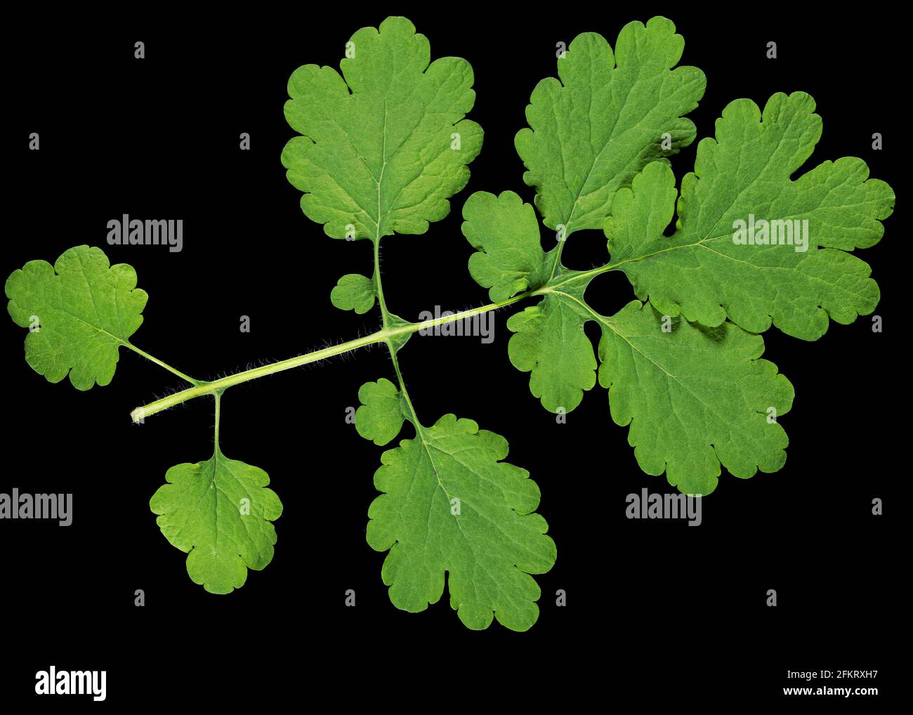 Green leaves of celandine, isolated on black background Stock Photo - Alamy