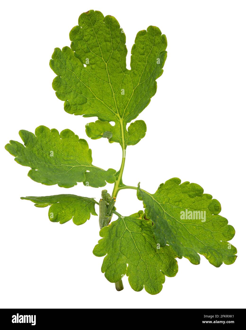 Green leaves of celandine, isolated on white background Stock Photo - Alamy