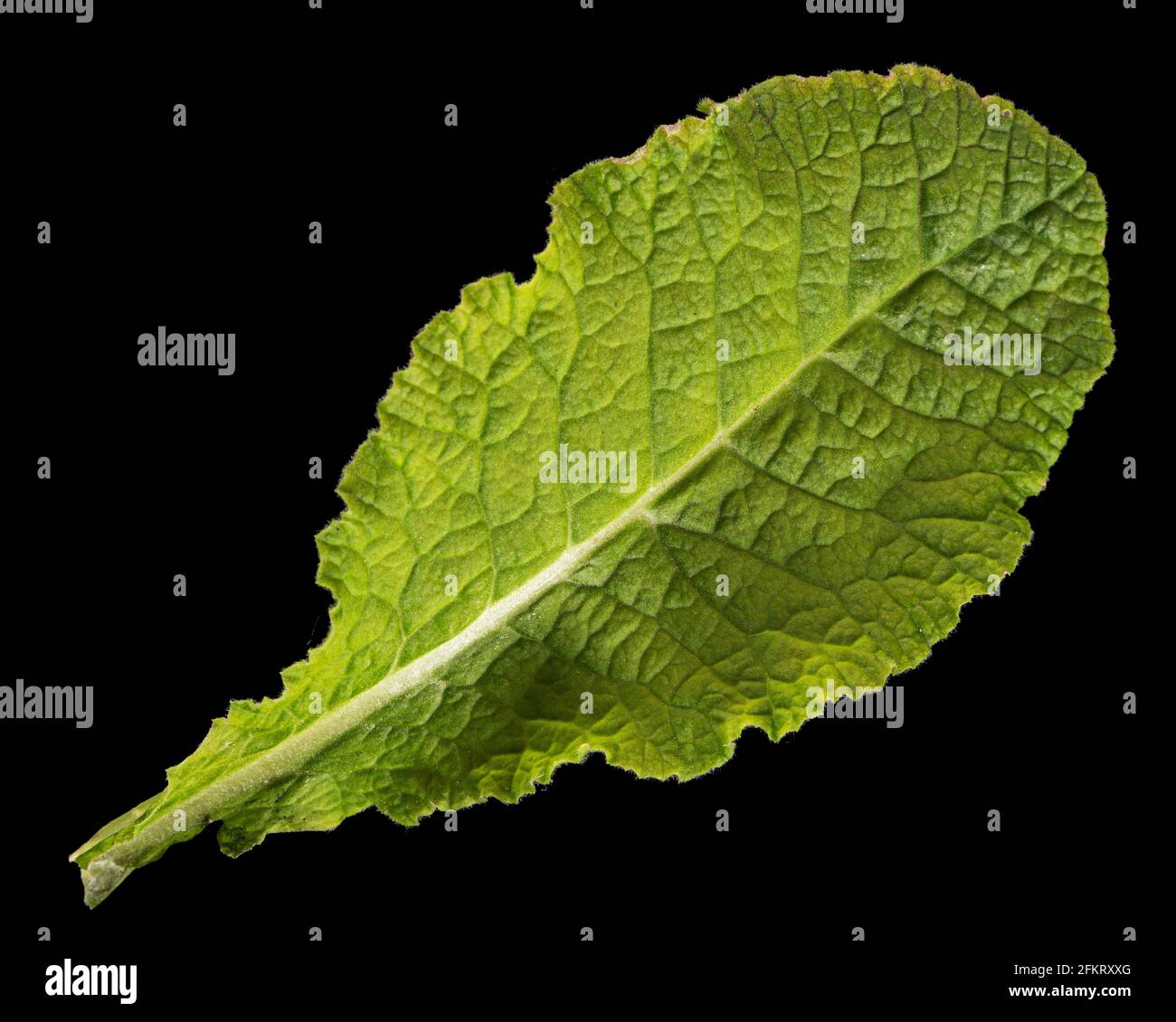 Green leaves of primrose flower, isolated on black background Stock ...