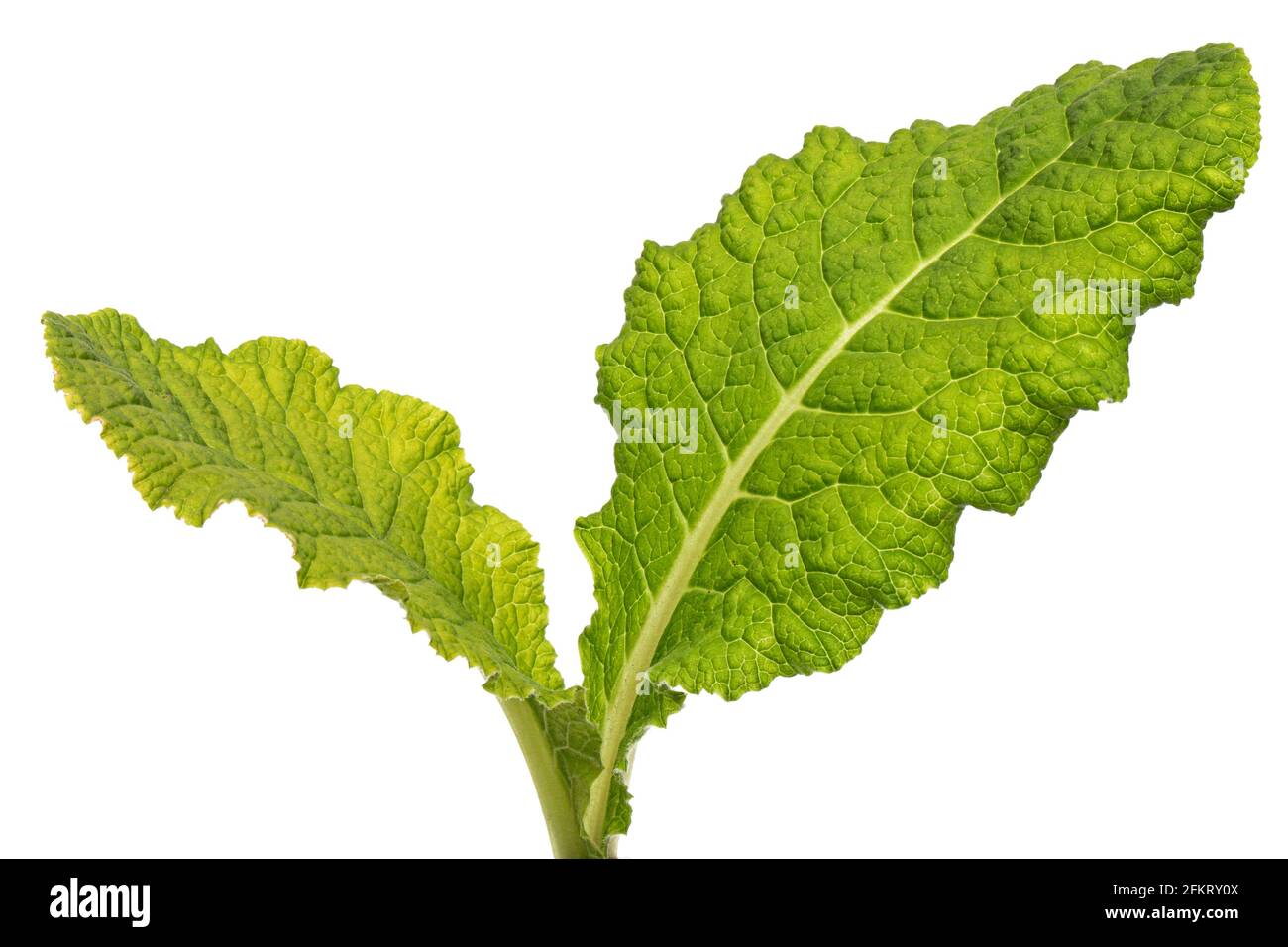 Green leaves of primrose flower, isolated on white background Stock ...
