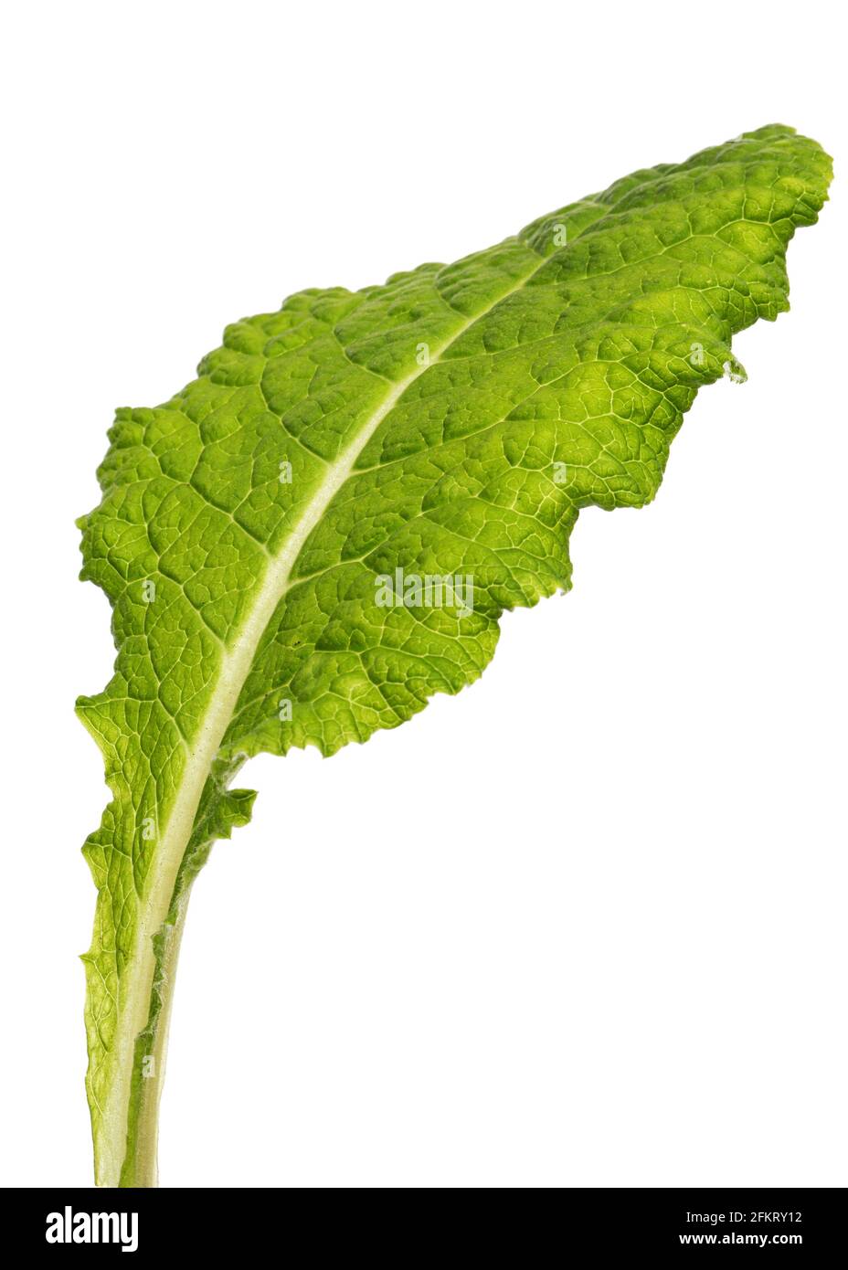 Green leaves of primrose flower, isolated on white background Stock ...