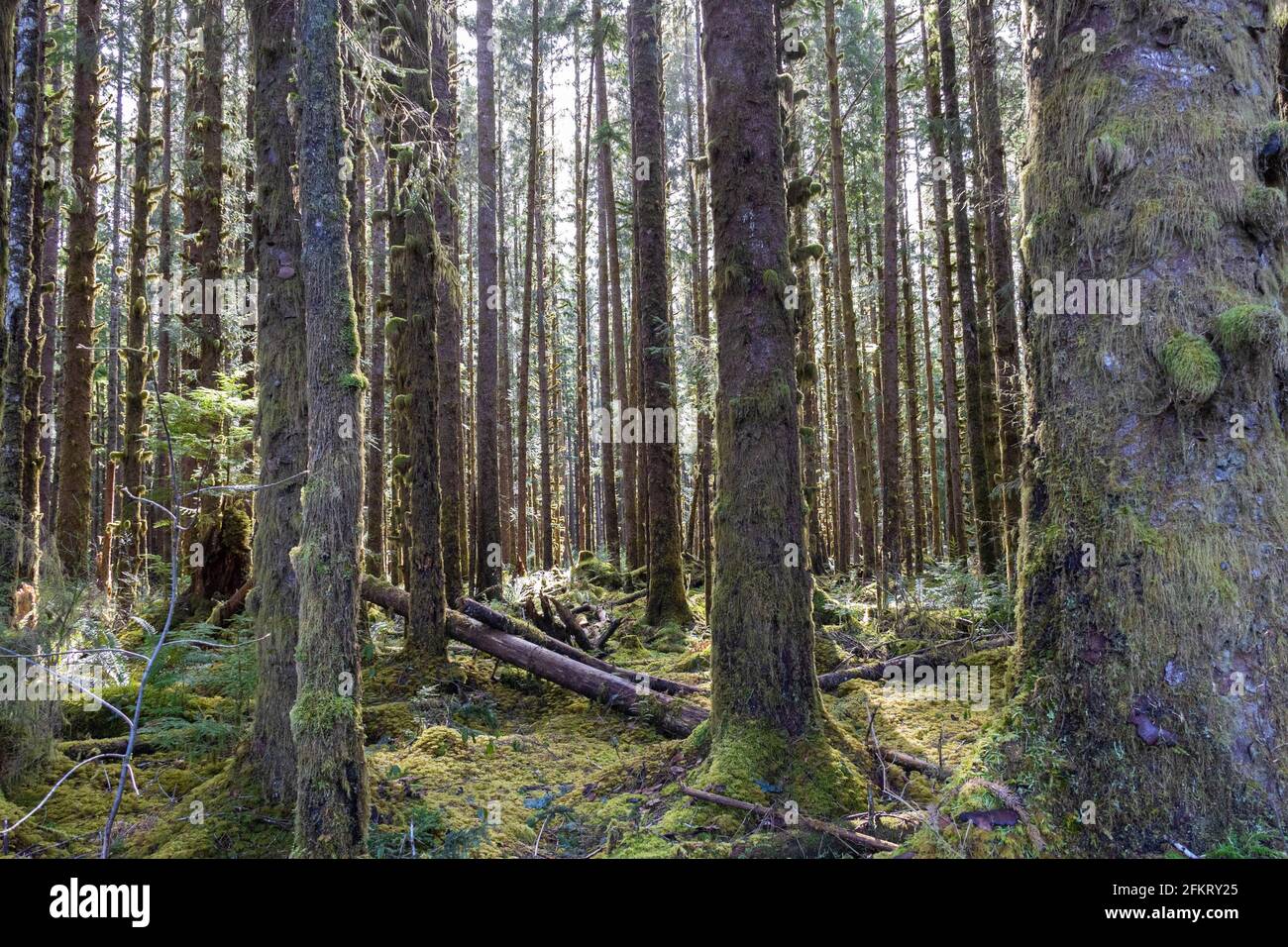 The sun shining through the temperate rainforest of the Hoh rainforest ...