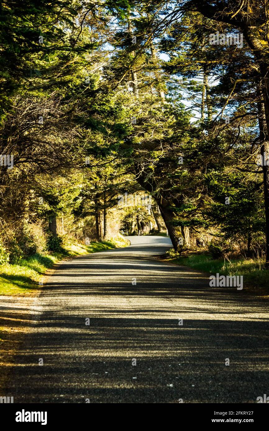 A country road through a forest with evening sunlight streaming through ...