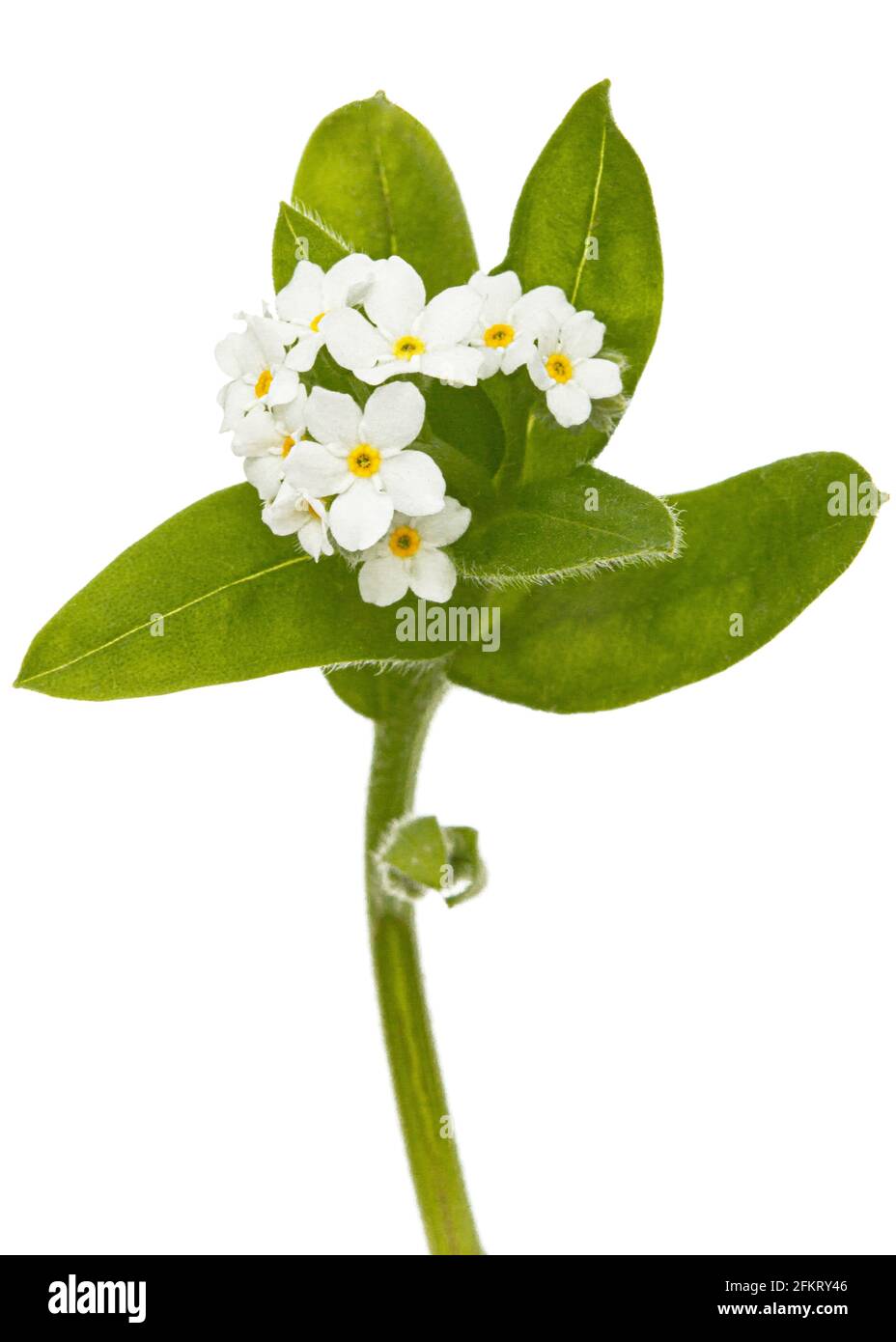 White flowers of Forget-me-not (Myosotis arvensis), isolated on white ...