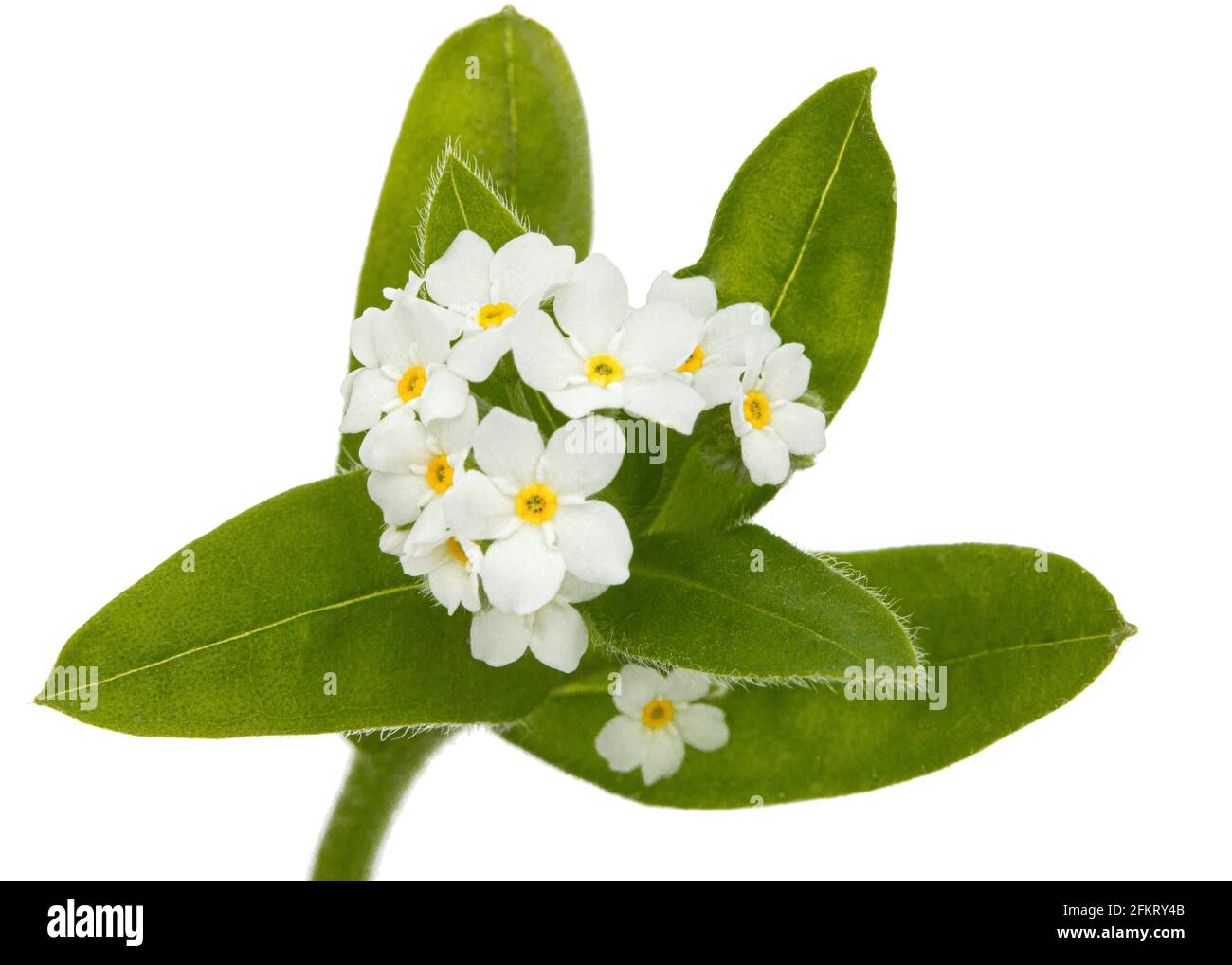 White flowers of Forget-me-not (Myosotis arvensis), isolated on white ...